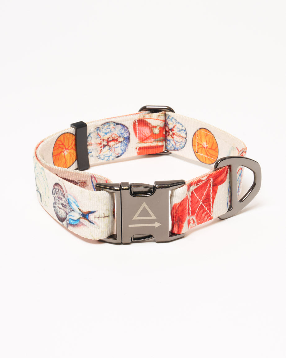 Anatomy Eco Pet Collar – Cognitive Surplus