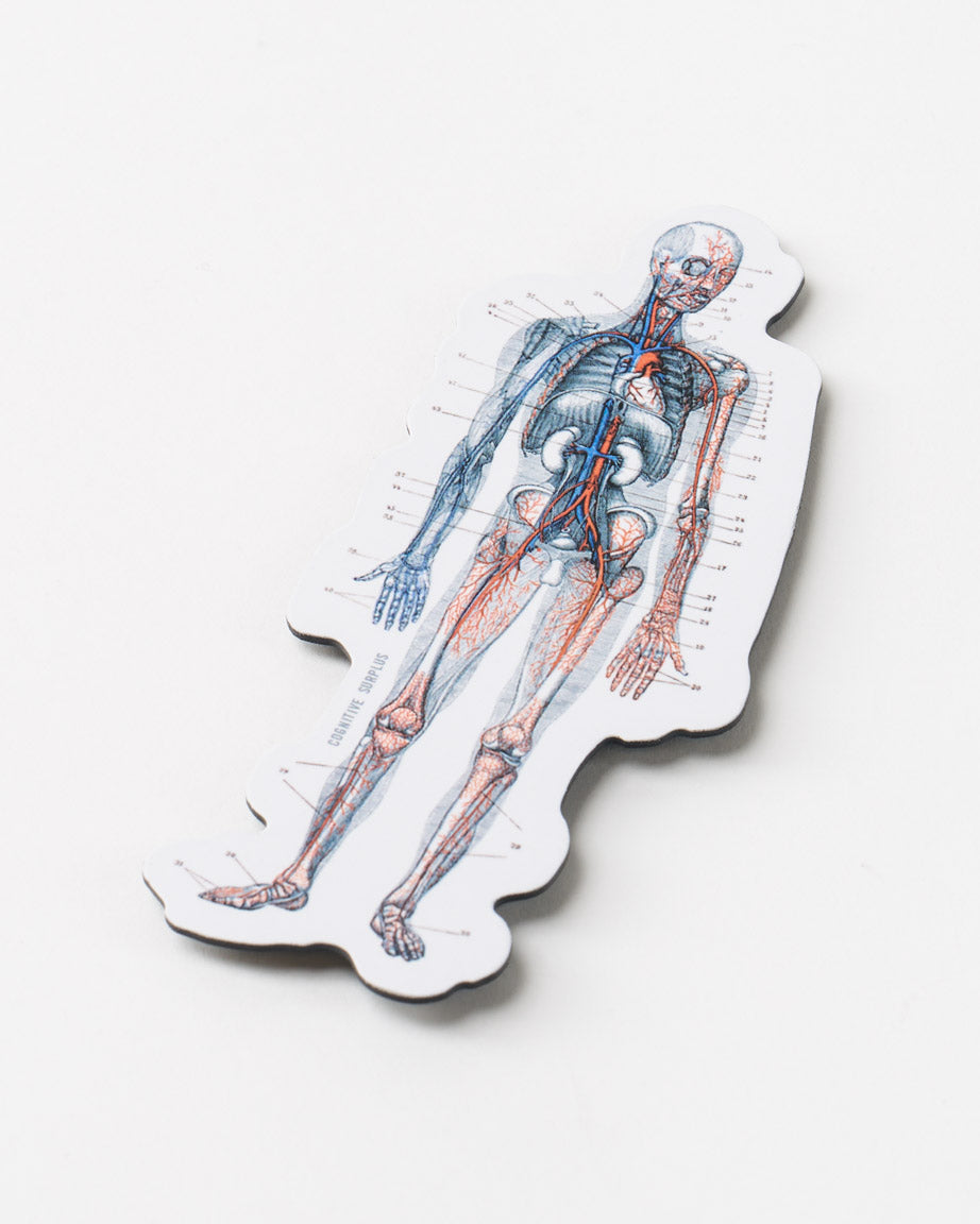 Anatomy Magnet – Cognitive Surplus