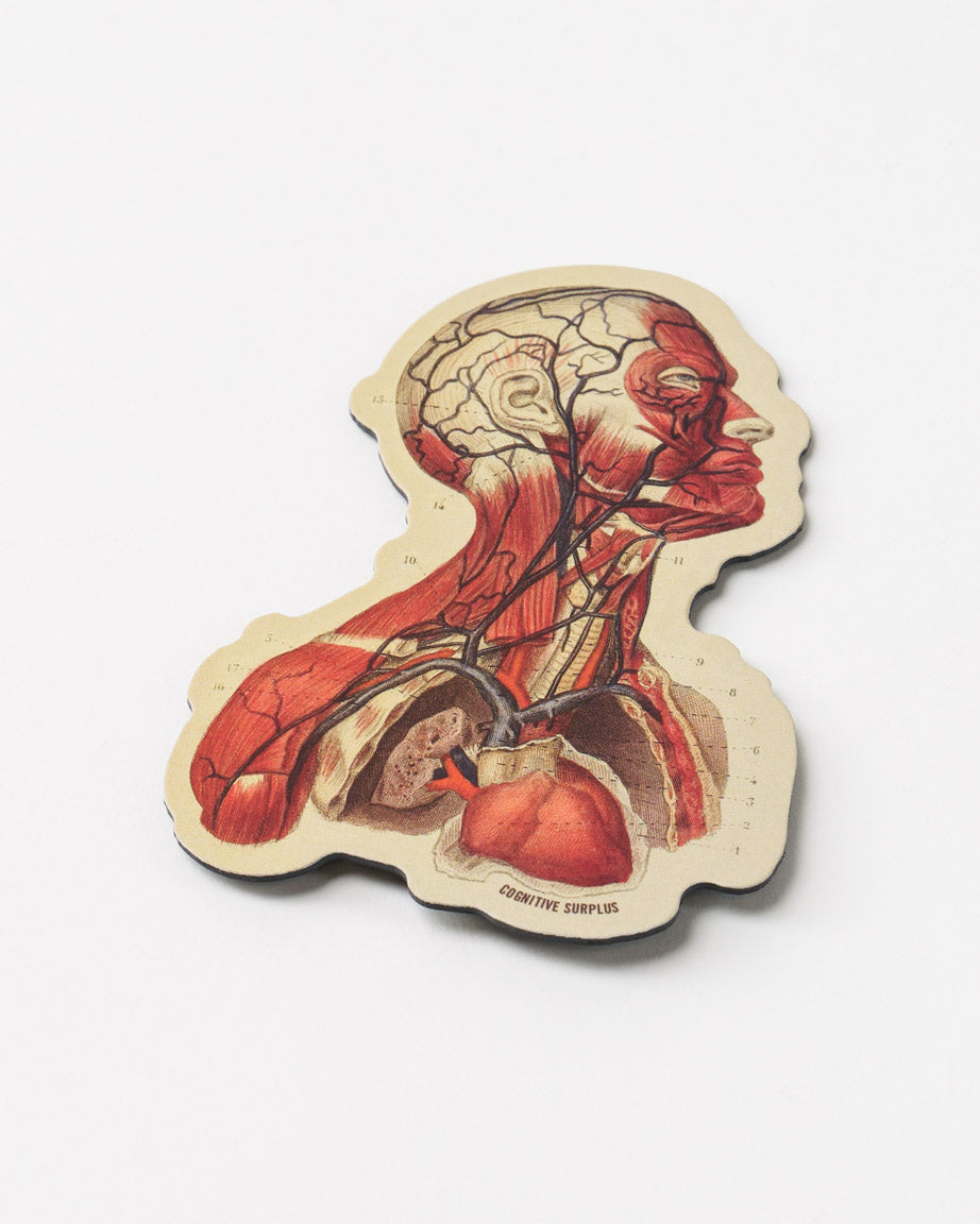 Head Anatomy Magnet – Cognitive Surplus