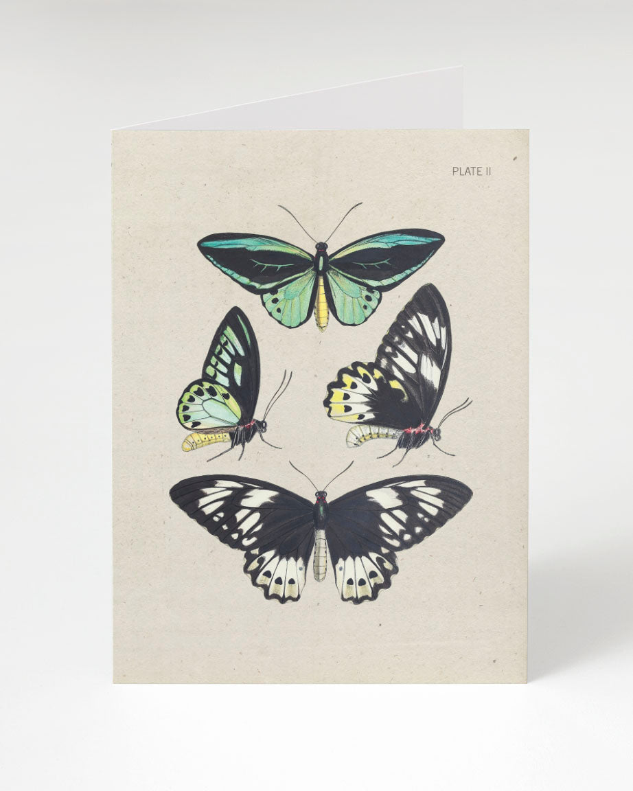 Butterfly Birthday Cards To Color Premium Vector | Butterfly Inspired