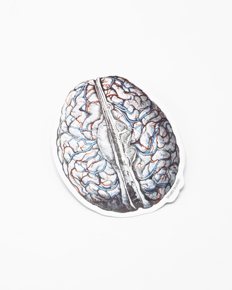 Brain Blood Flow Sticker – Cognitive Surplus