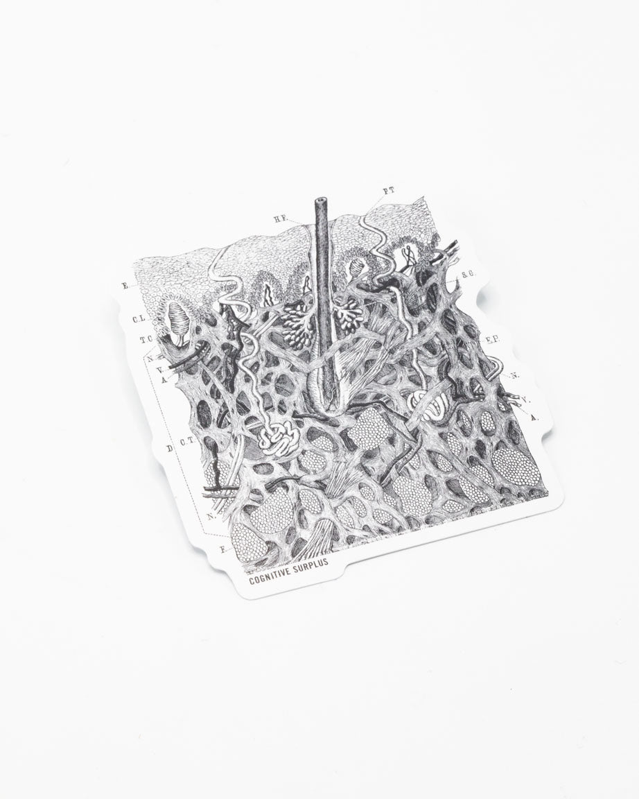 Epidermis Sticker – Cognitive Surplus