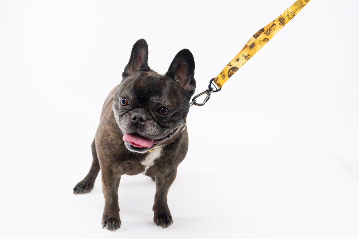 Eco-Friendly Pet Supplies – Cognitive Surplus