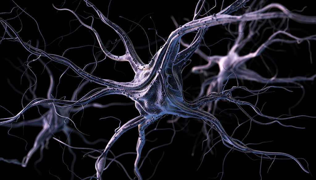 Neuroscience Gifts | Neurology Gifts - Cognitive Surplus