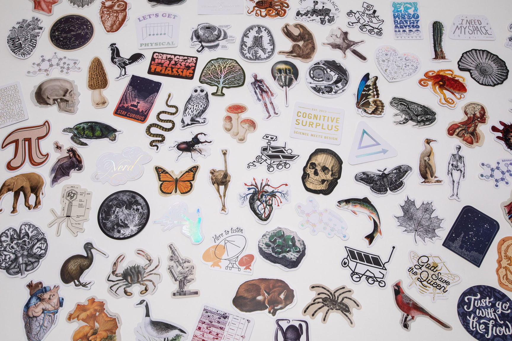 Beetle Sticker – Cognitive Surplus