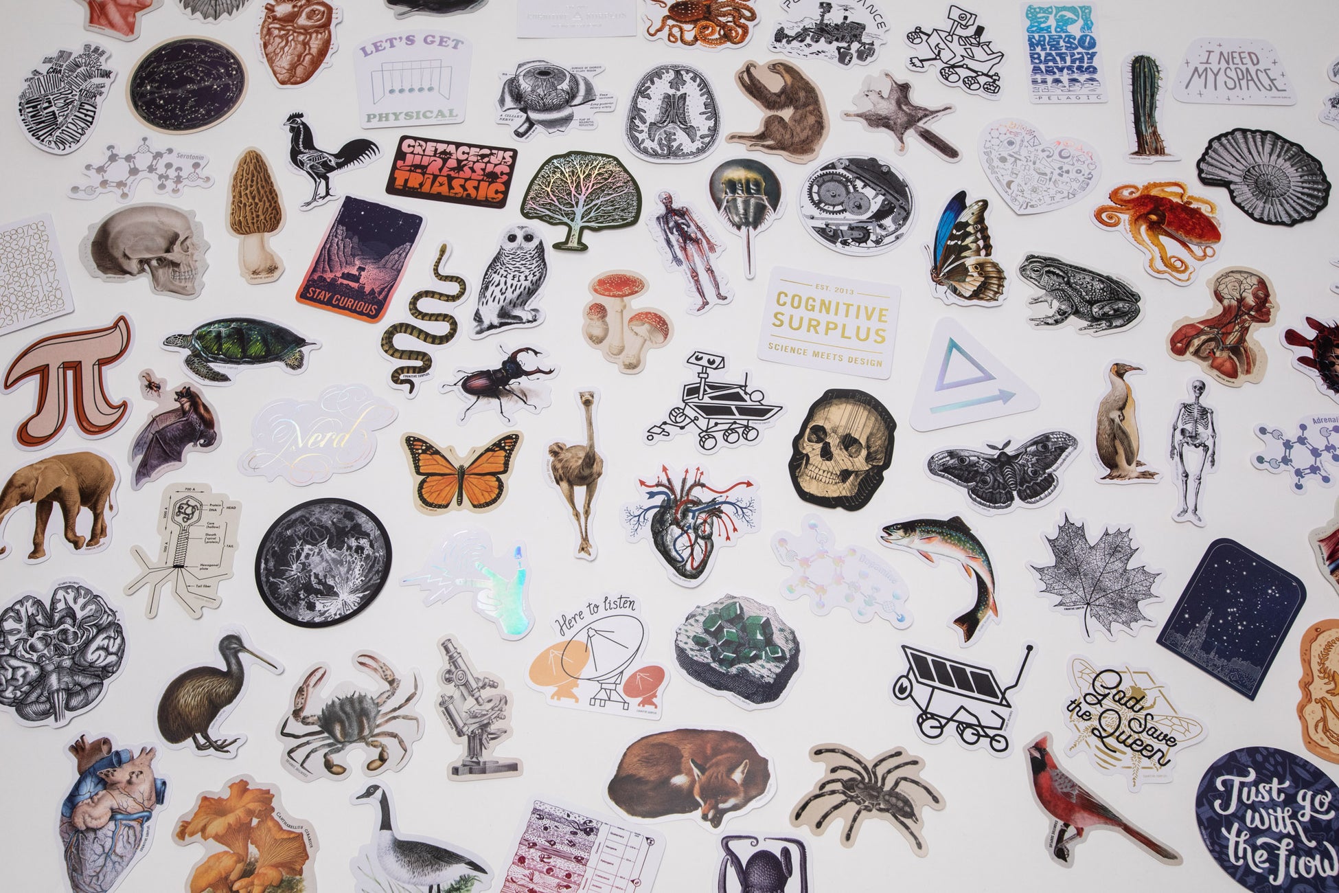 Beetle Sticker – Cognitive Surplus