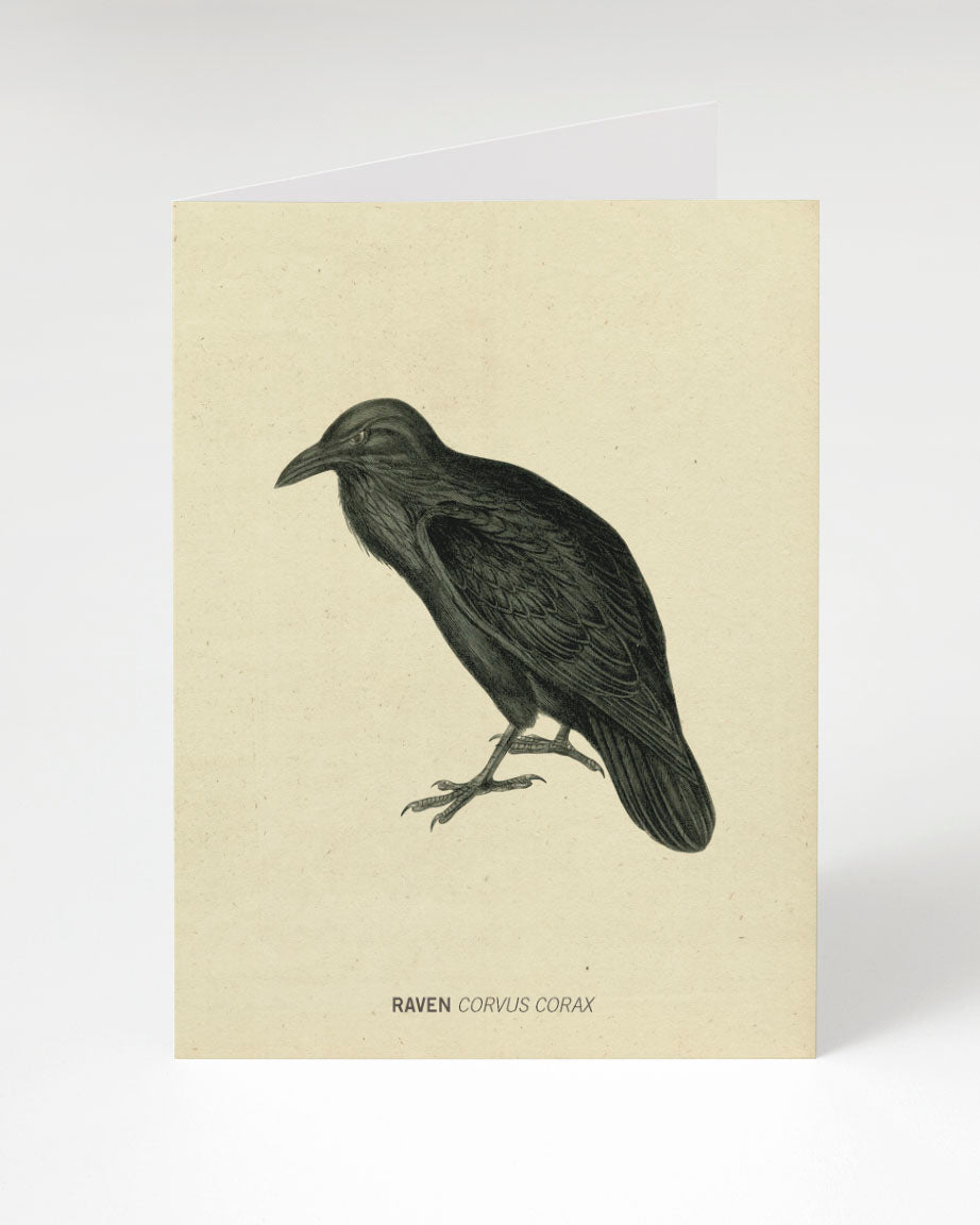 Raven Bird Card - Science Stationery | Cognitive Surplus