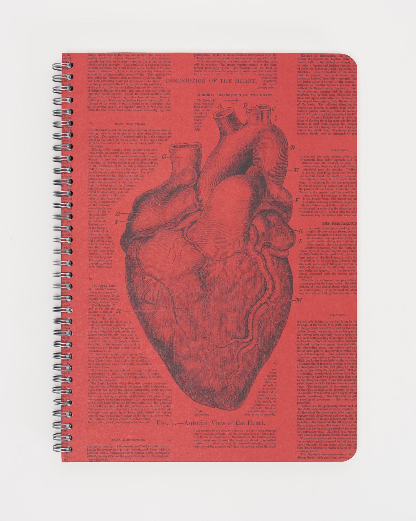 Science Valentine's Day Gifts - Anatomical Heart | Cognitive Surplus
