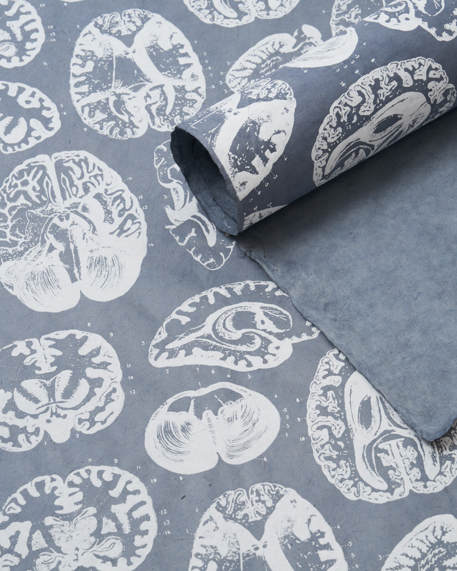 Brain Anatomy Wrapping Paper – Cognitive Surplus