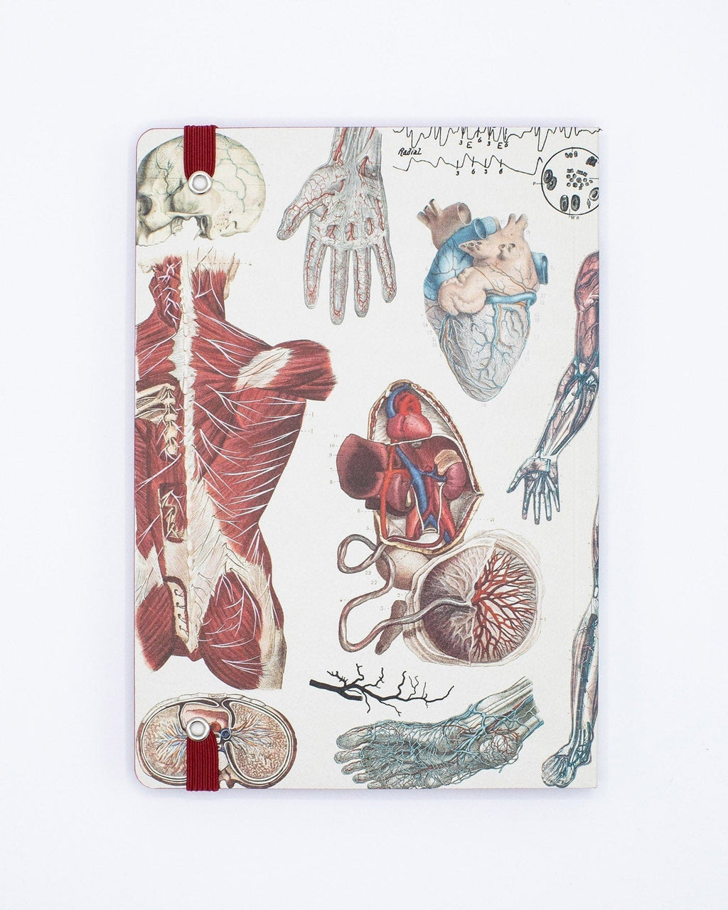 Anatomy & Physiology A5 Notebook - Dotted Lines | Cognitive Surplus
