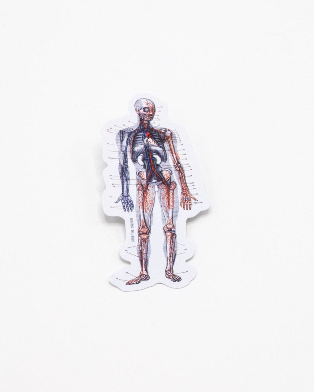 Anatomy Sticker – Cognitive Surplus