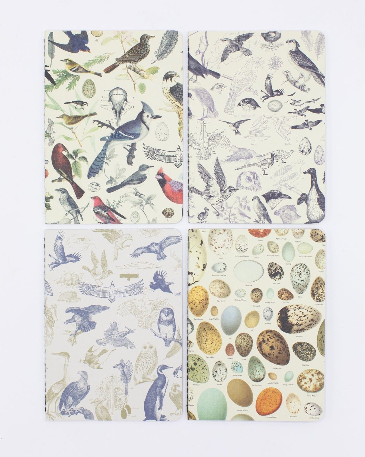 Birds: Ornithology Pocket Notebook 4-pack – Cognitive Surplus