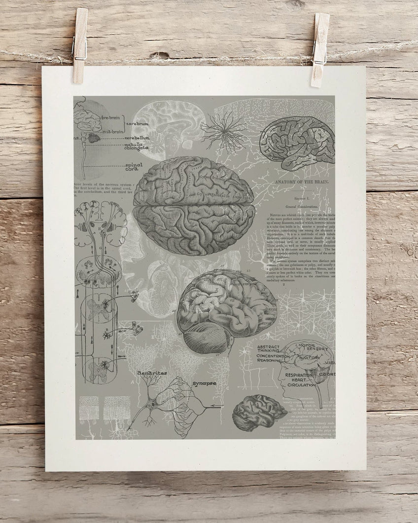 Brain Anatomy Museum Print | Medical Student Gift – Cognitive Surplus
