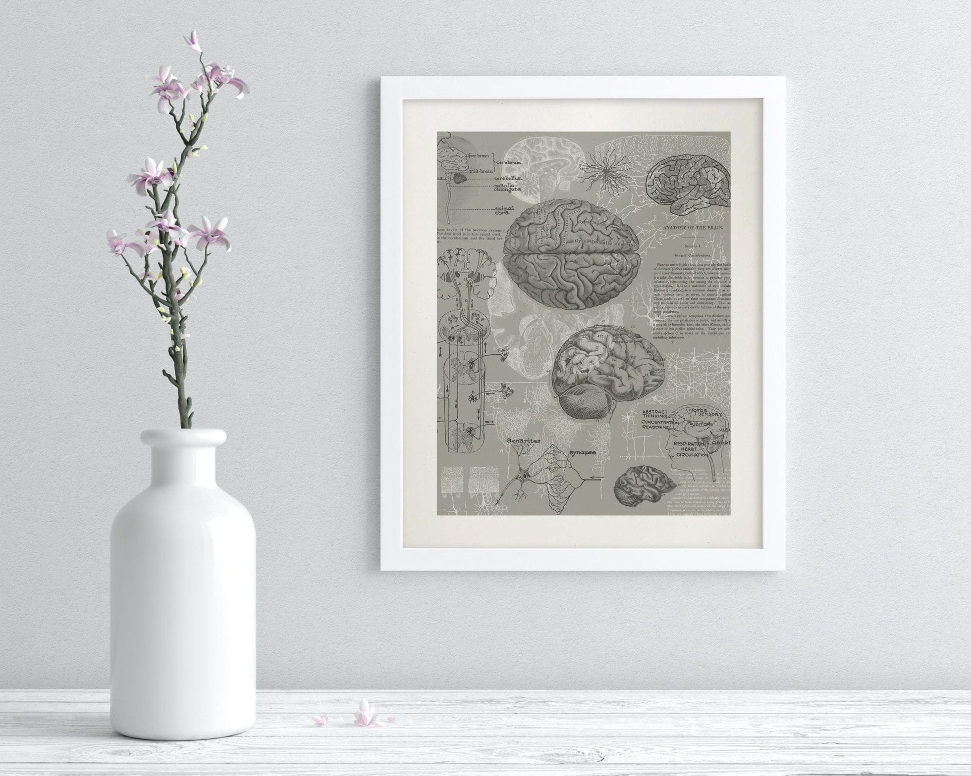 Brain Anatomy Museum Print | Medical Student Gift – Cognitive Surplus