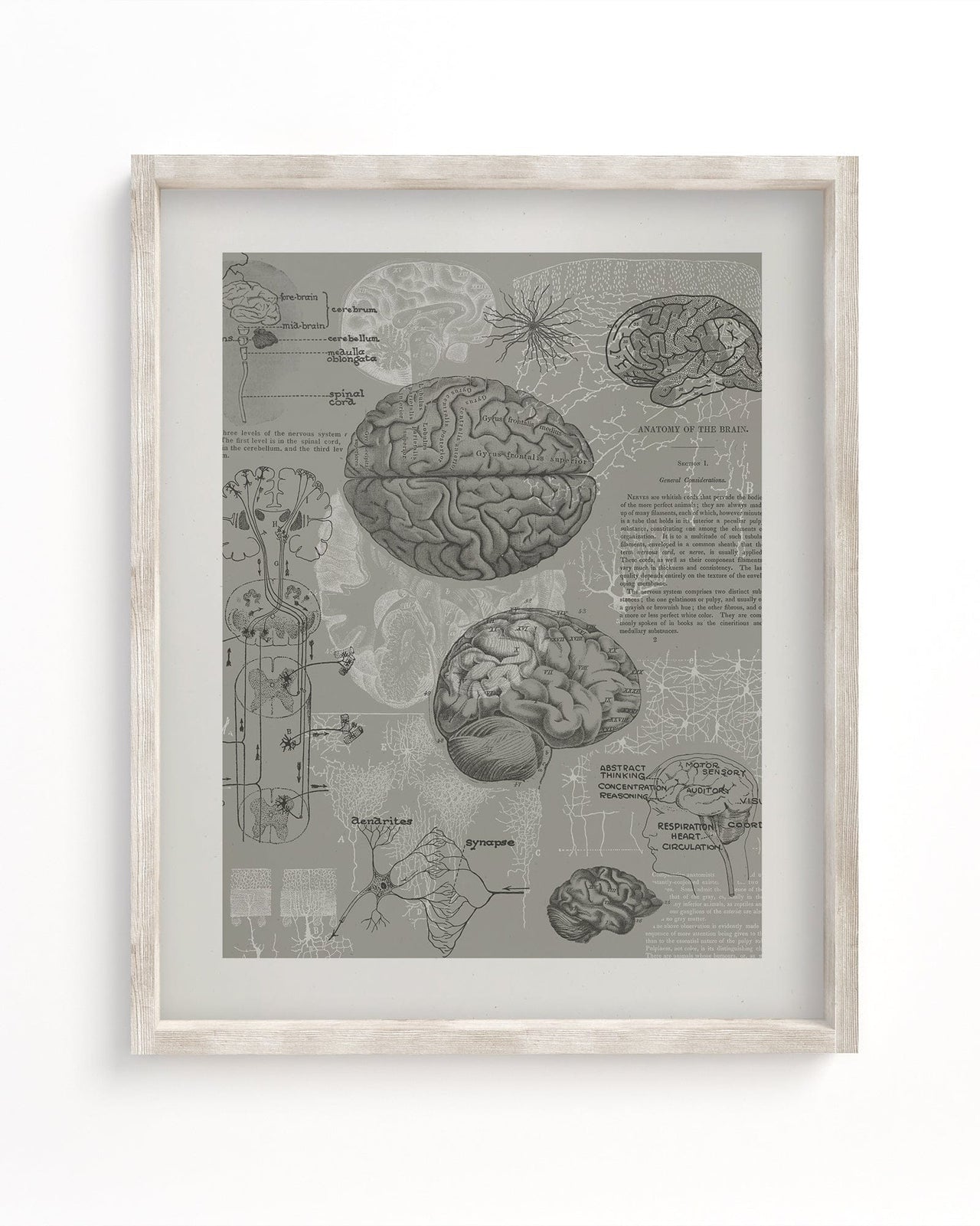 Brain Anatomy Museum Print | Medical Student Gift – Cognitive Surplus