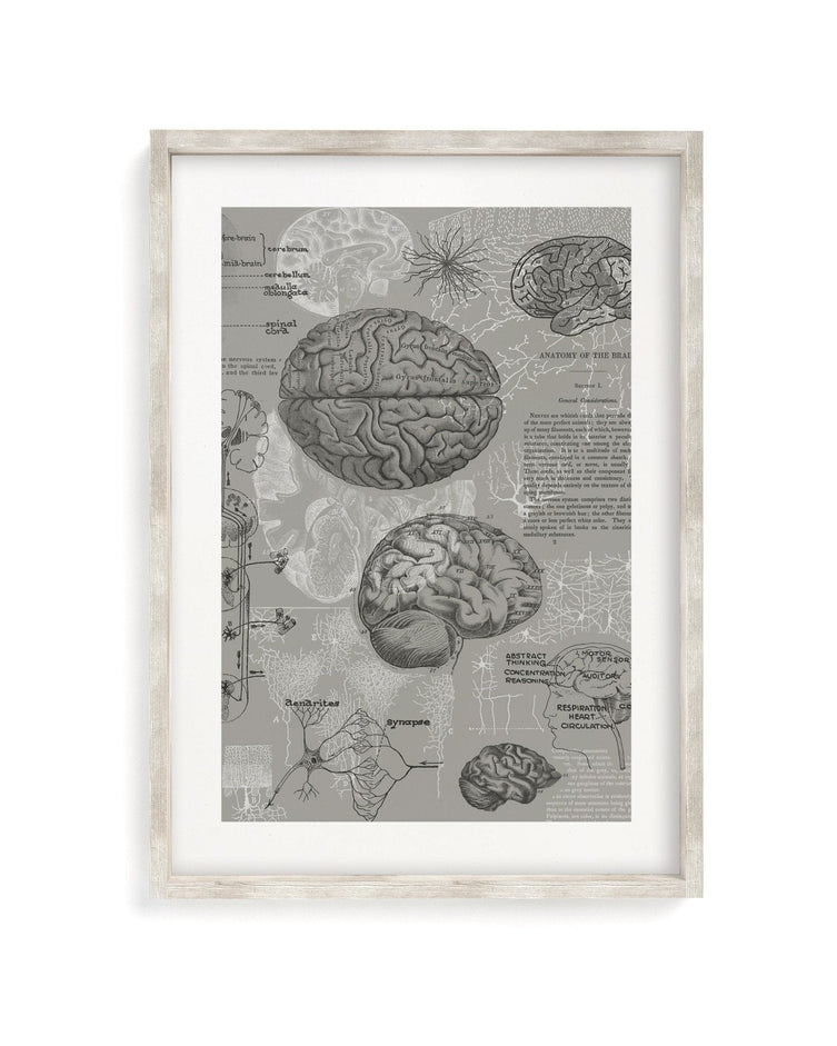 Brain Anatomy Museum Print | Medical Student Gift – Cognitive Surplus