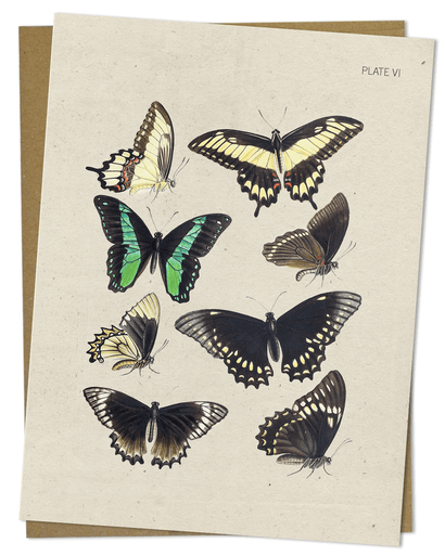 Butterfly Card - Insect Print Stationery | Cognitive Surplus