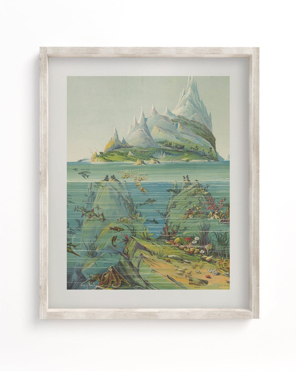 Ocean Regions Scientific Illustration Museum Print – Cognitive Surplus