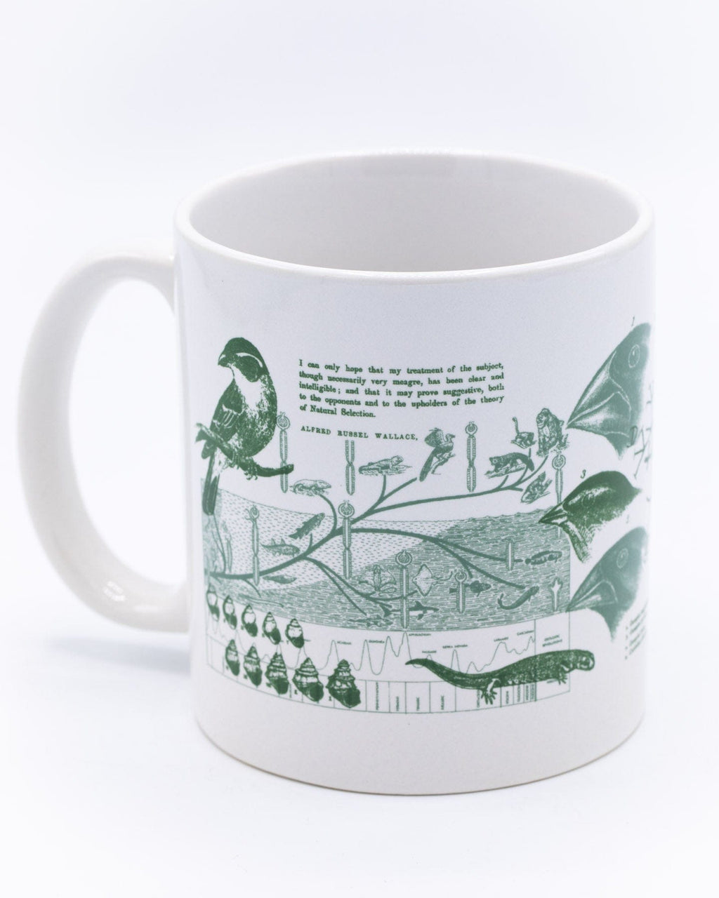 Evolution Science Mug 20 oz | Biology Gifts – Cognitive Surplus