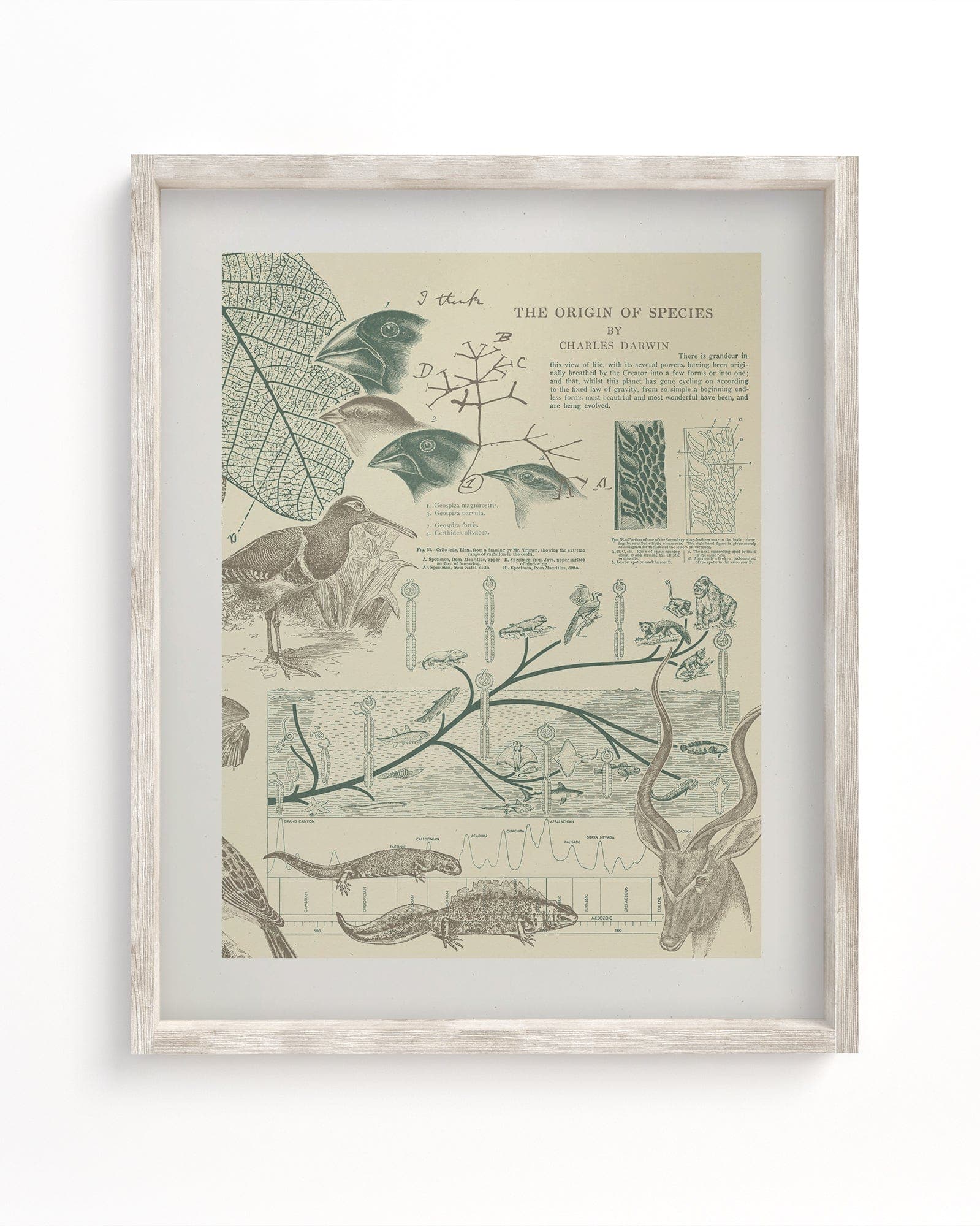 Evolution Museum Print | Biology Gift – Cognitive Surplus