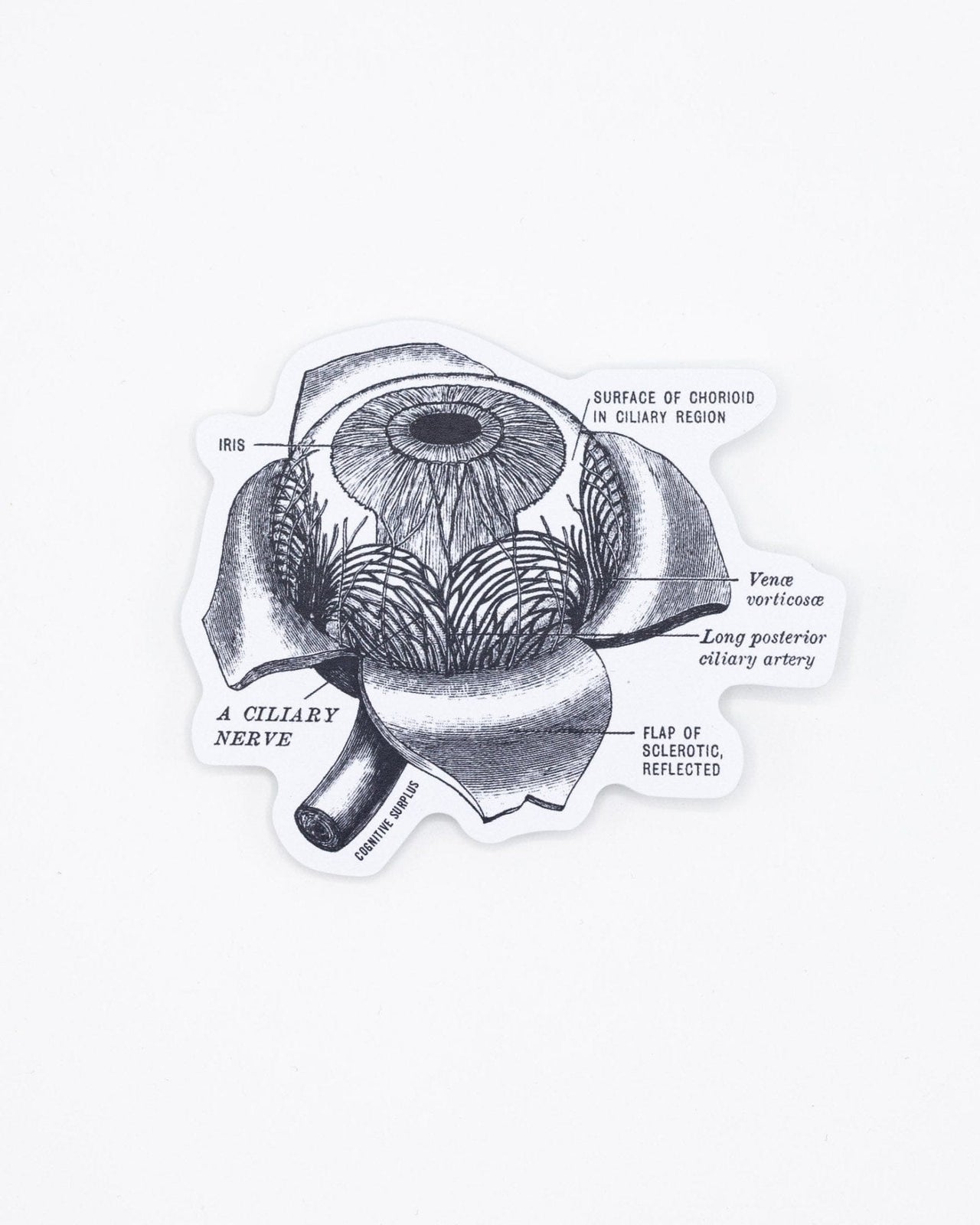 Eye Anatomy Sticker – Cognitive Surplus