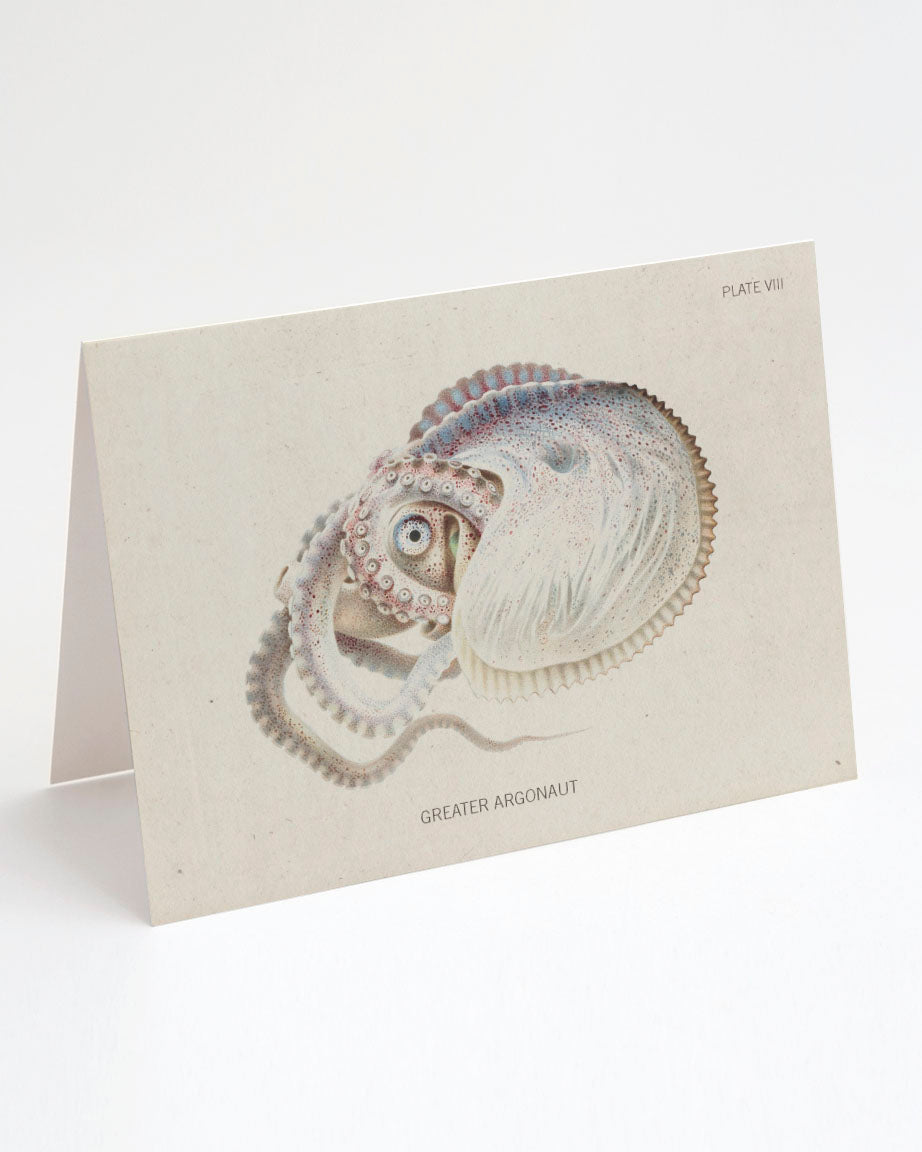 Octopus: Argonaut Greeting Card - Marine Biology Stationery | Cognitive ...