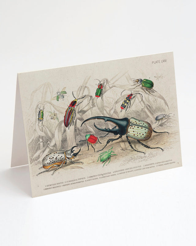 Beetle Greeting Card - Entomology Science Stationery | Cognitive Surplus