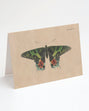 Moth Greeting Card - Entomology Stationery | Cognitive Surplus