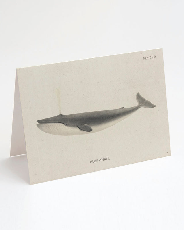 Blue Whale Card - Science Stationery | Cognitive Surplus