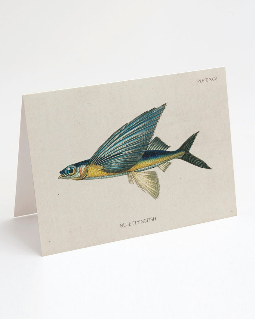 Flying Fish Greeting Card - Science Stationery | Cognitive Surplus