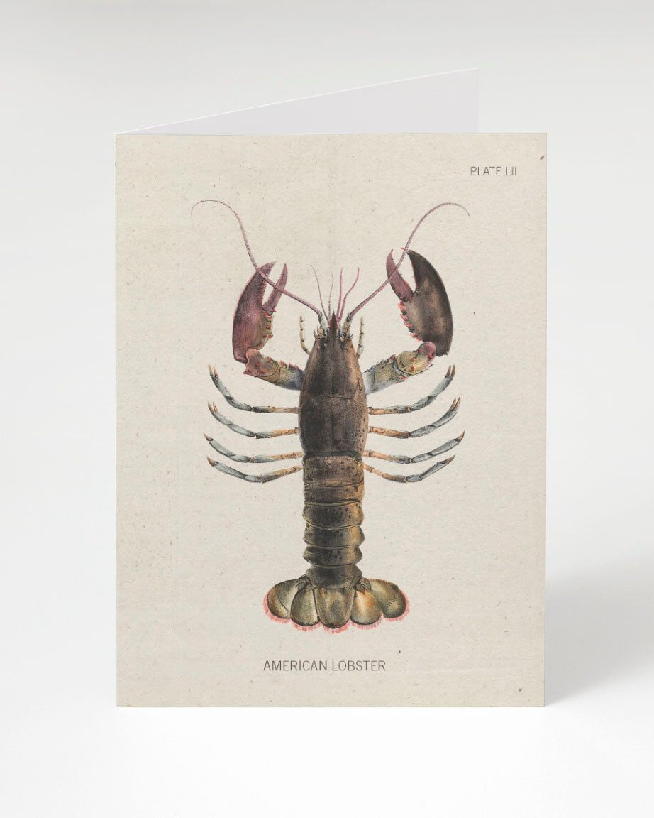 Lobster Greeting Card - Marine Biology Stationery | Cognitive Surplus