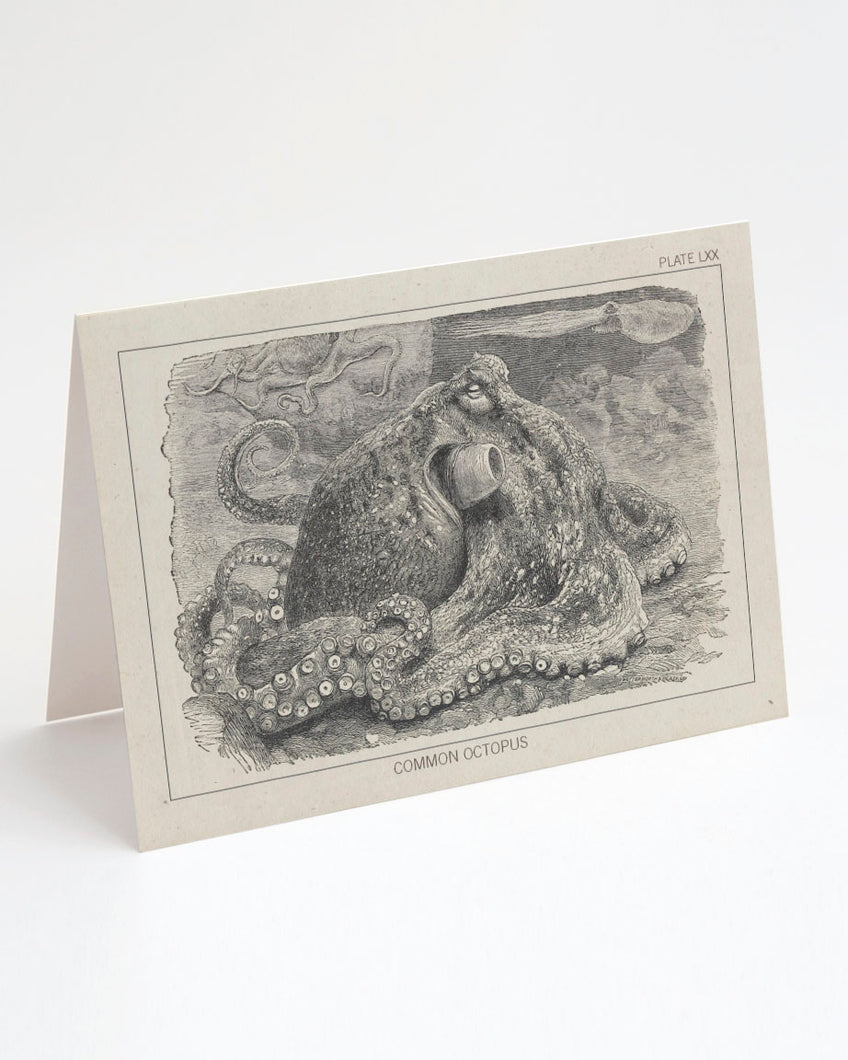 Octopus Greeting Card - Marine Biology Stationery | Cognitive Surplus