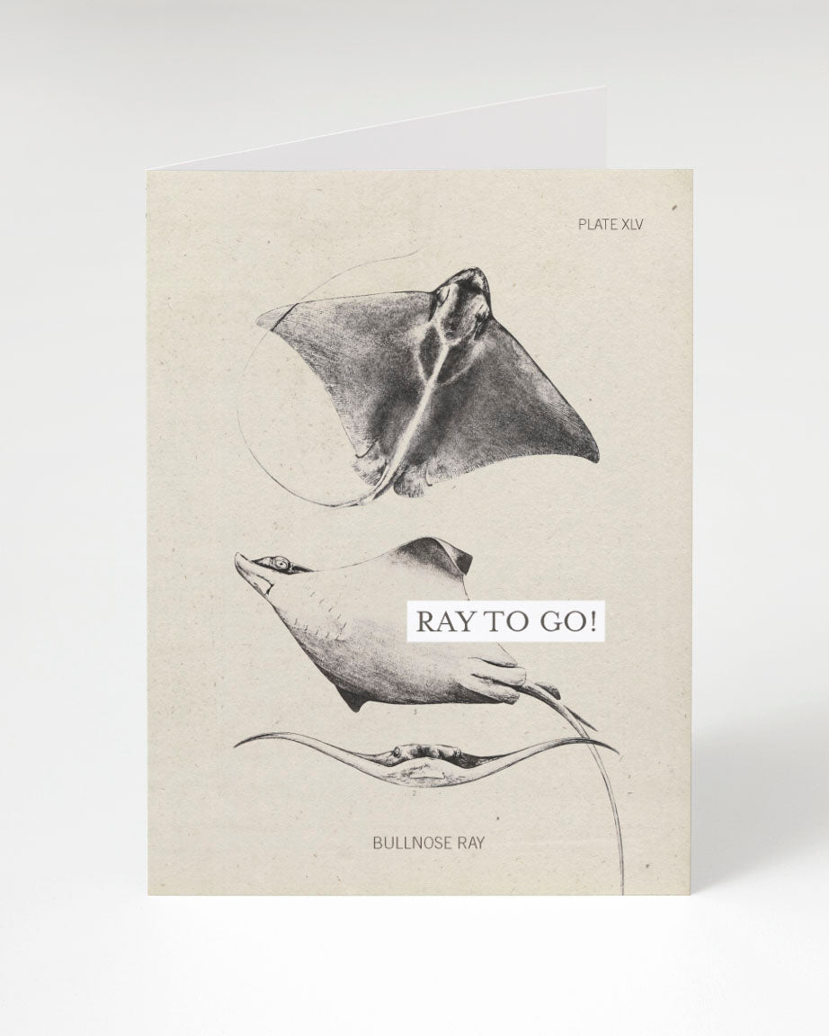 Ray to Go! Ocean Congratulations Card | Cognitive Surplus