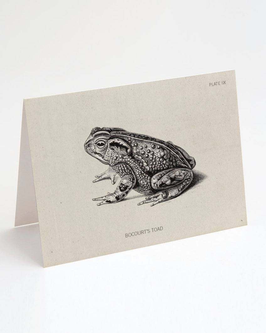 Toad Greeting Card - Science Stationery | Cognitive Surplus