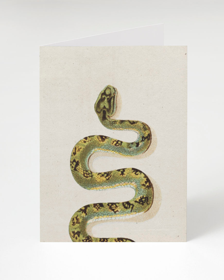 Green Snake Greeting Card - Biology Stationery | Cognitive Surplus