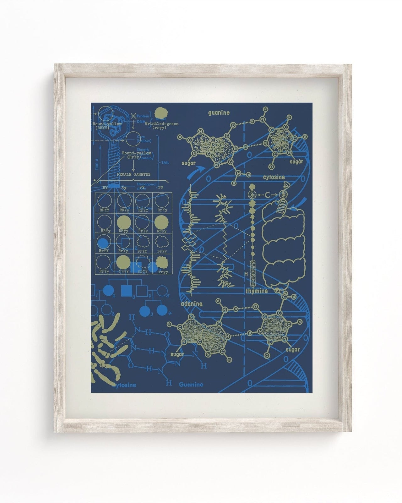 Genetics: DNA Museum Print | Pharmacist Gift – Cognitive Surplus