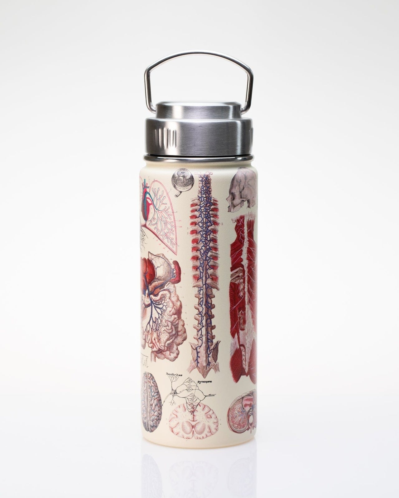 Human Anatomy Stainless Steel Vacuum Flask / Insulated Travel Thermos ...