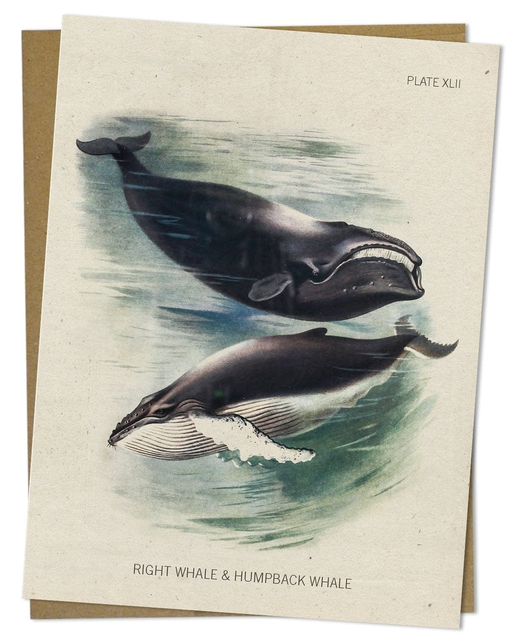 Whale Greeting Card - Biology Stationery | Cognitive Surplus