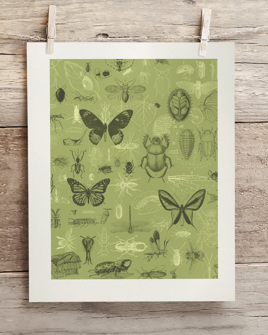 Insect Scientific Illustration Museum Print – Cognitive Surplus