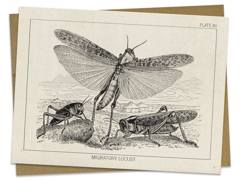 Locust Greeting Card - Entomology Stationery | Cognitive Surplus