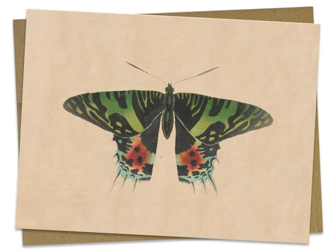 Moth Greeting Card - Entomology Stationery | Cognitive Surplus