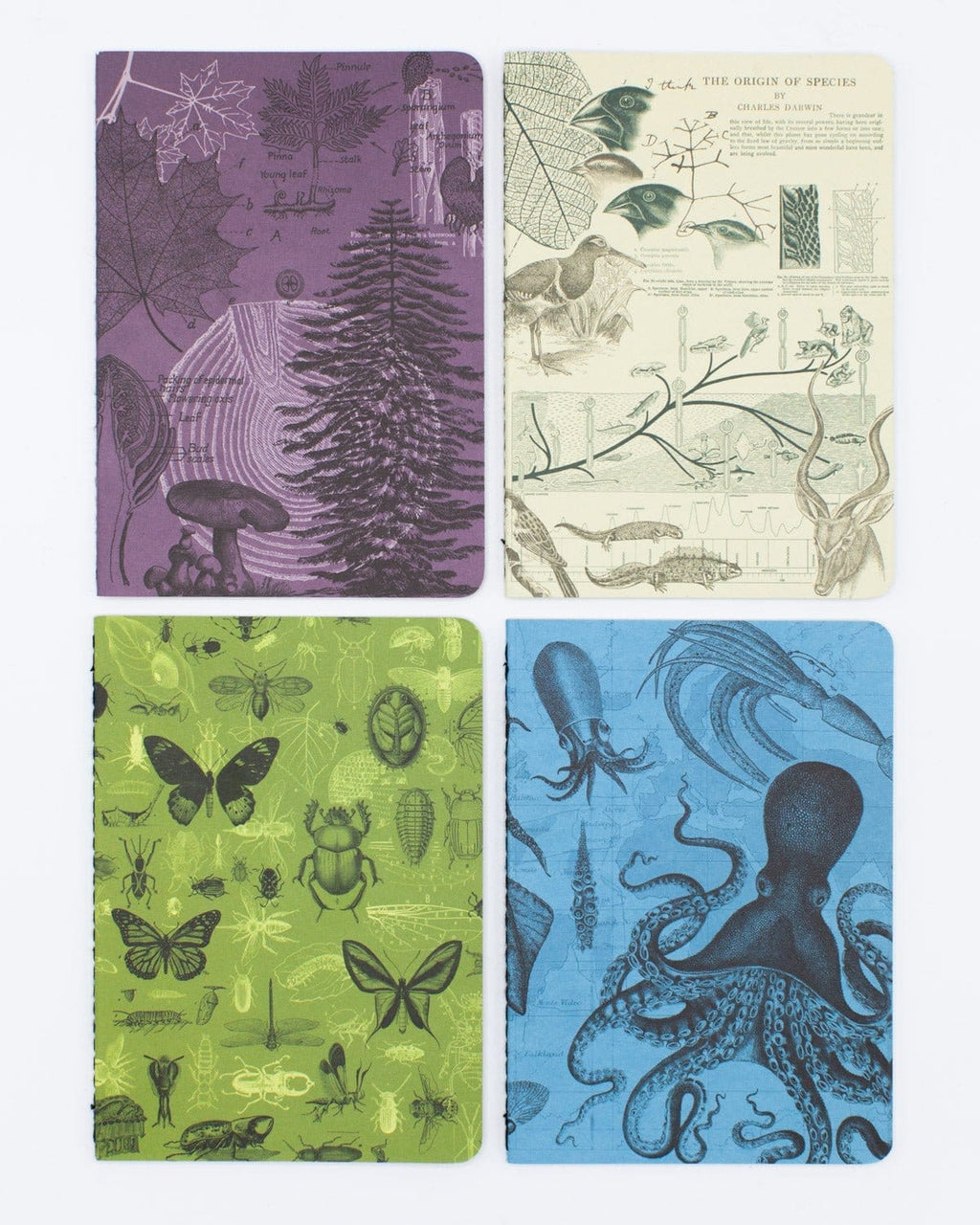 Natural Science Pocket Notebooks Set of 4 | Insect Print – Cognitive ...