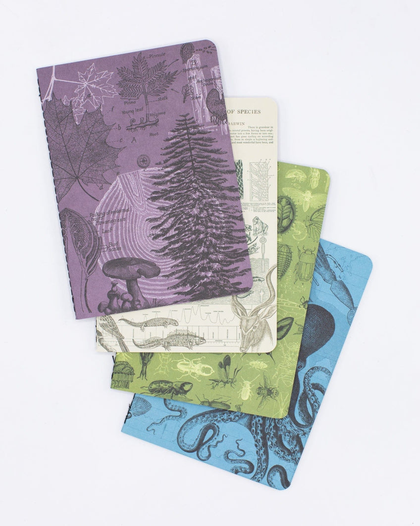 Natural Science Pocket Notebooks Set of 4 | Insect Print – Cognitive ...