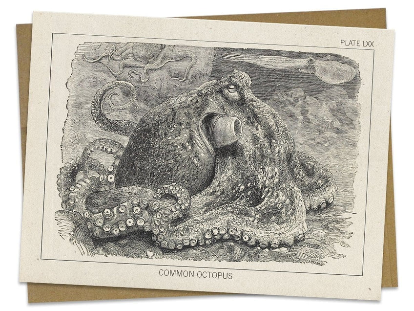 Octopus Greeting Card - Marine Biology Stationery | Cognitive Surplus