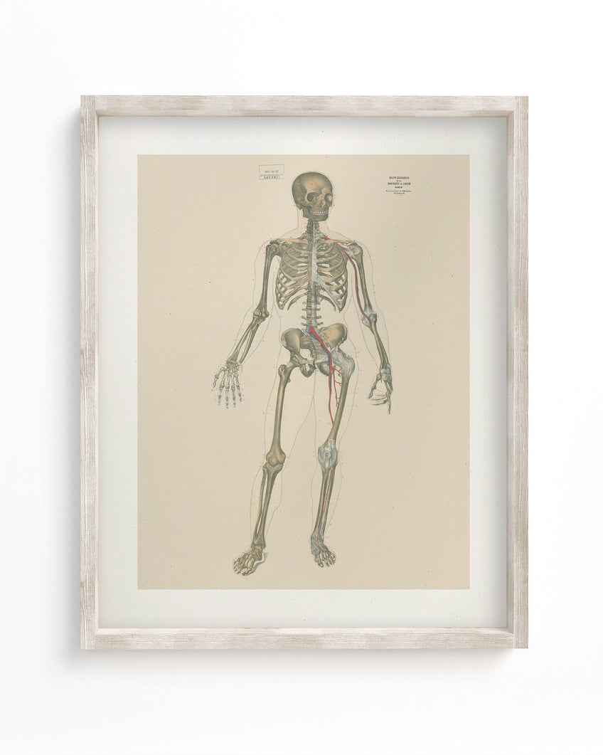 Skeleton Anatomy Scientific Illustration Museum Print – Cognitive Surplus