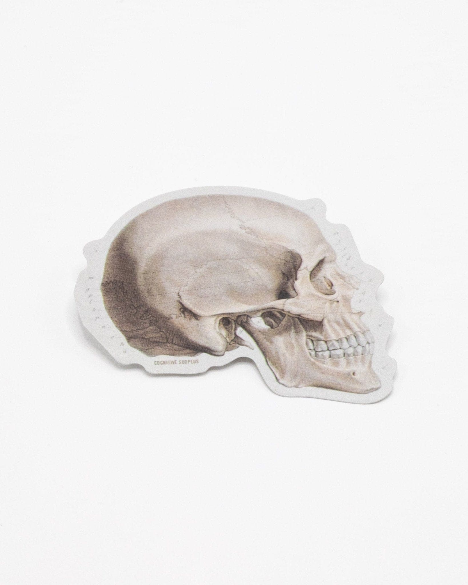 Skull Profile Sticker – Cognitive Surplus