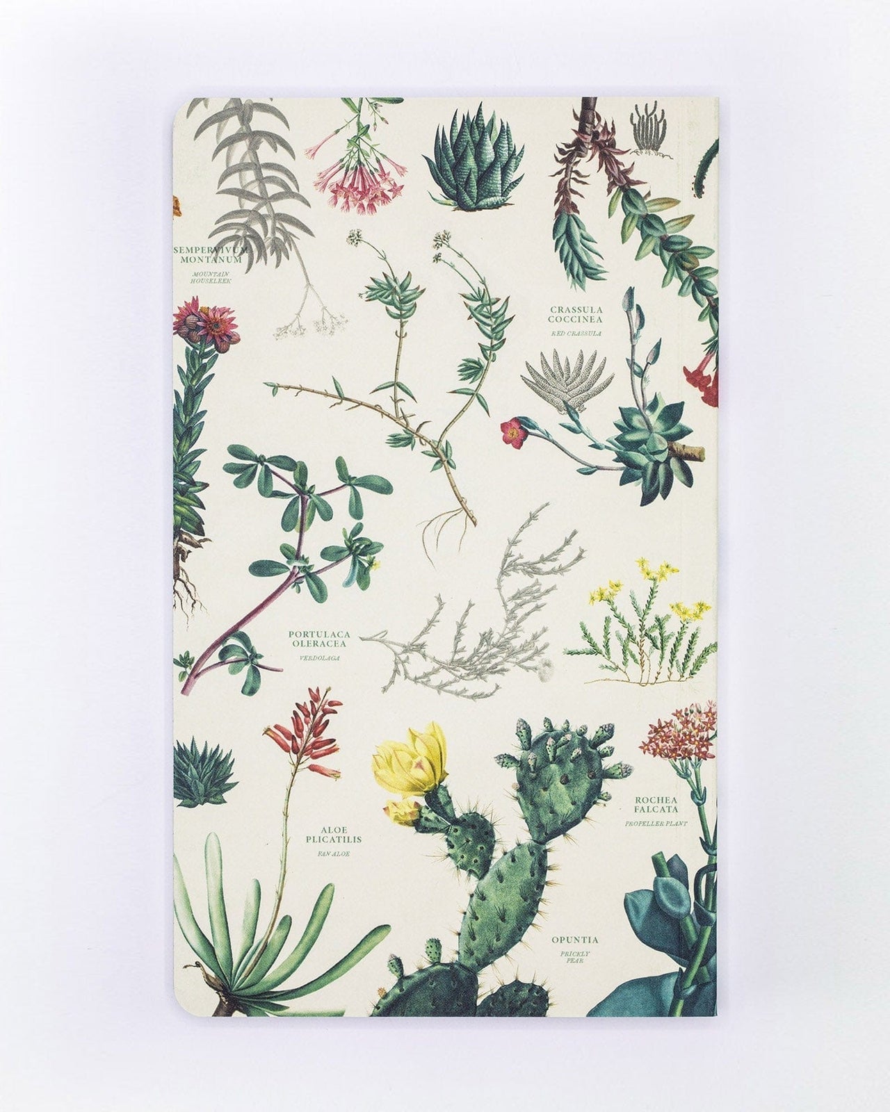Succulents Yearly Planner – Cognitive Surplus