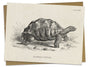 Tortoise Greeting Card - Biology Stationery | Cognitive Surplus