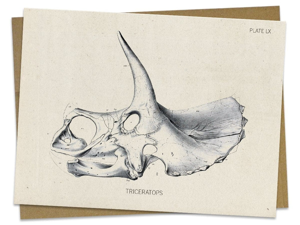 Triceratops Fossil Card - Dinosaur Stationery | Cognitive Surplus