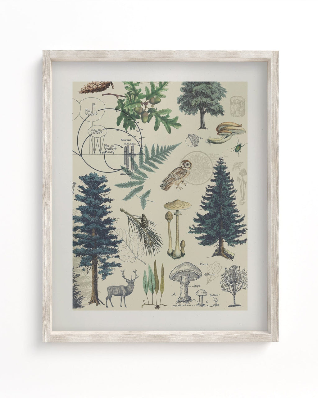 Forest Plate 3 Museum Print | Botany Print – Cognitive Surplus
